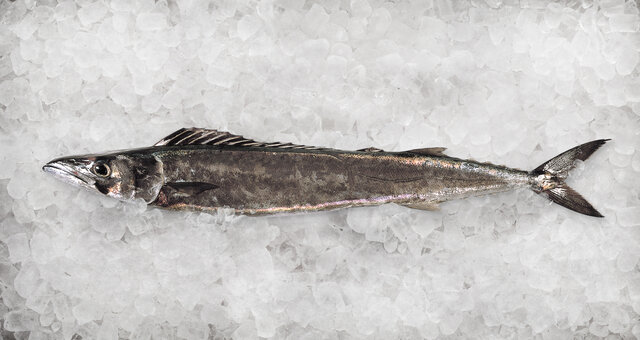 Pesce Barracuda