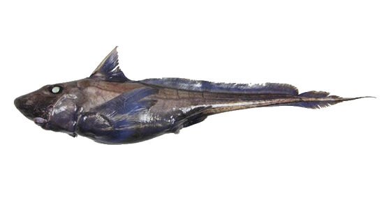 black ghost shark